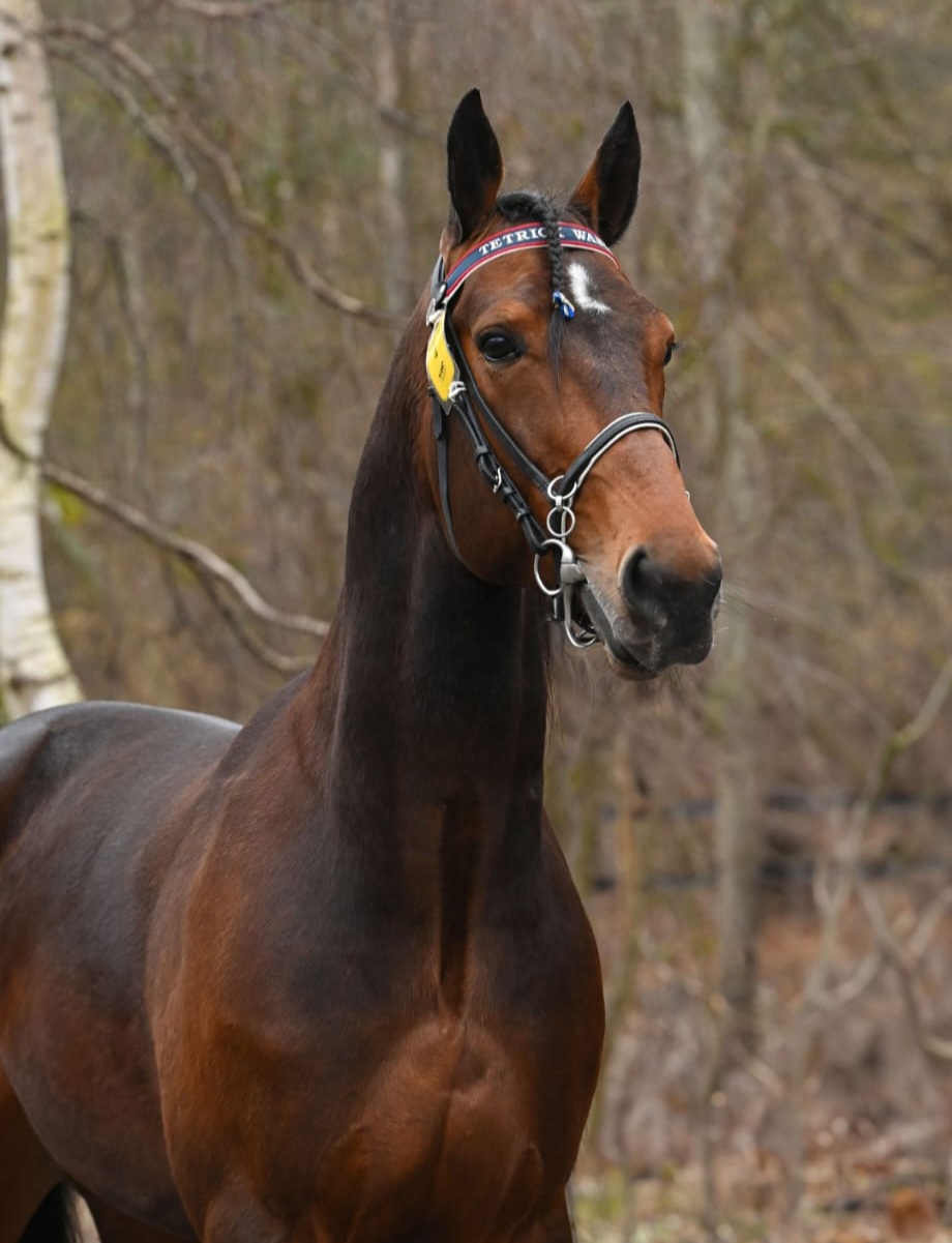 2025 - Tetrick Wania (SE) (J. Tack) / Deckhengstkatalog / Stall - mein ...