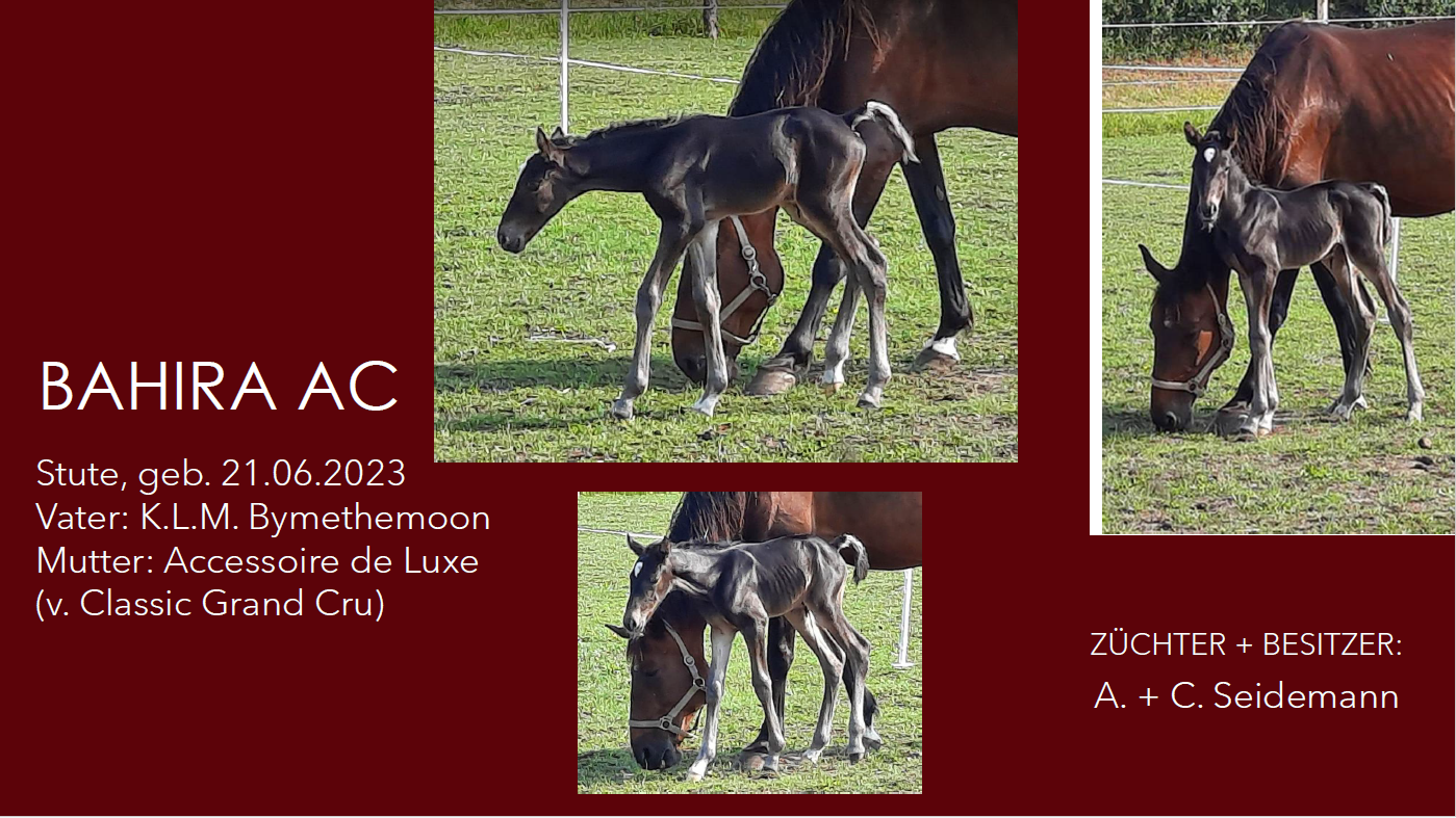 Fohlen 2023 / Der Traber / Stall - mein-trabrennsport.de