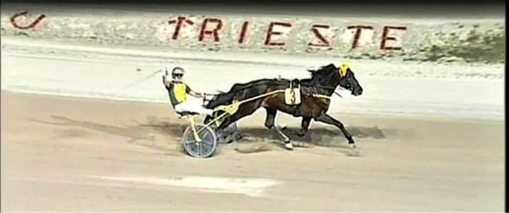 Vorneweg im schlanken Gang / Trabrennsport aus aller Welt / Info ...