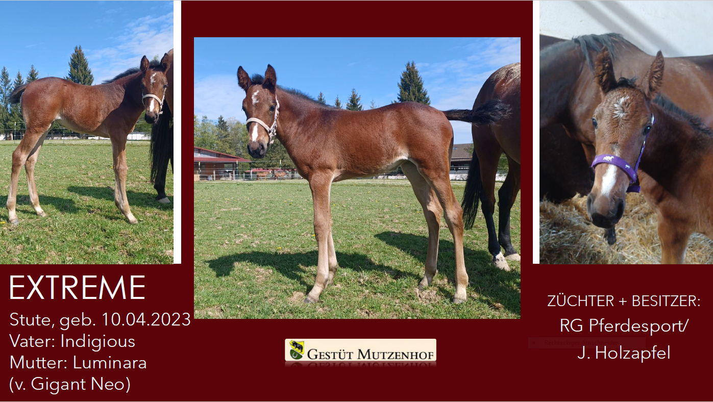 Fohlen 2023 / Der Traber / Stall - mein-trabrennsport.de