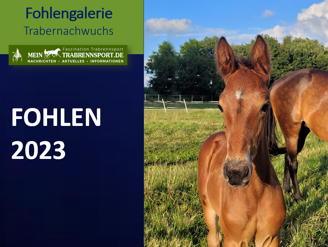 Fohlen 2023 / Images / Media - mein-trabrennsport.de