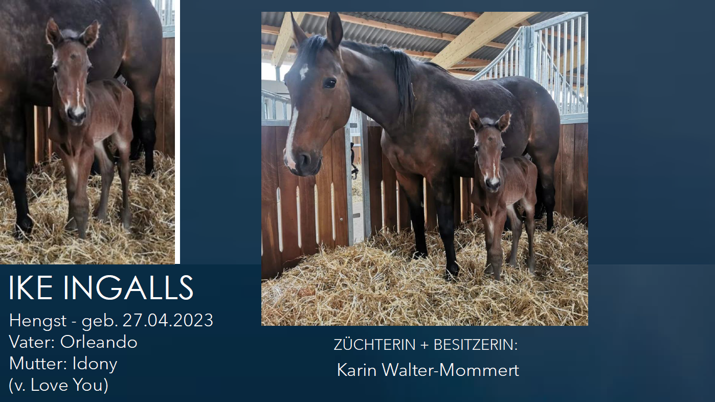 Fohlen 2023 / Der Traber / Stall - mein-trabrennsport.de