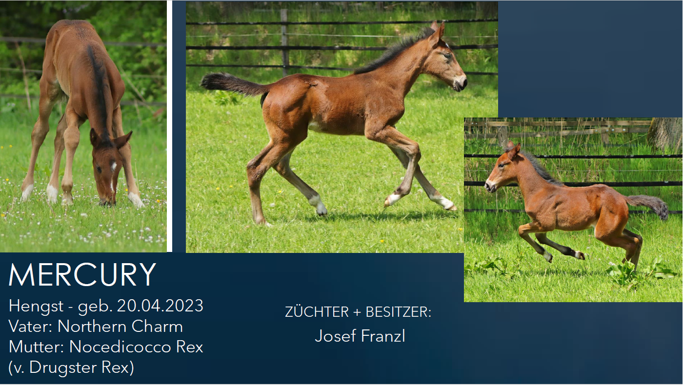 Fohlen 2023 / Der Traber / Stall - mein-trabrennsport.de