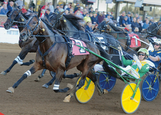 Rebuff geht in die Zucht / Trabrennsport aus aller Welt / Info / Stall ...